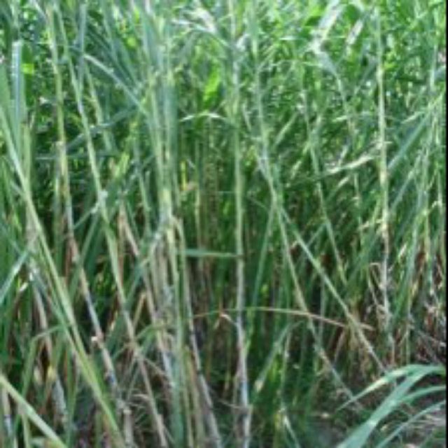 benih rumput napier 5kg | Shopee Malaysia