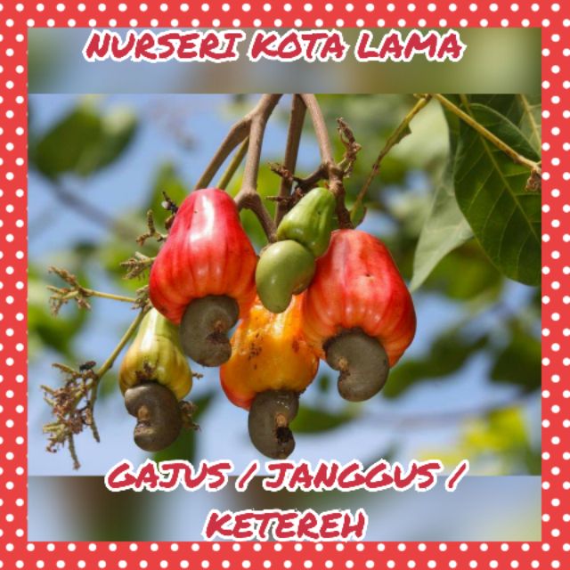 🔥ULAM🔥 POKOK GAJUS / Cashew Nut Tree / Janggus / Ketereh / Jambu Golok ...
