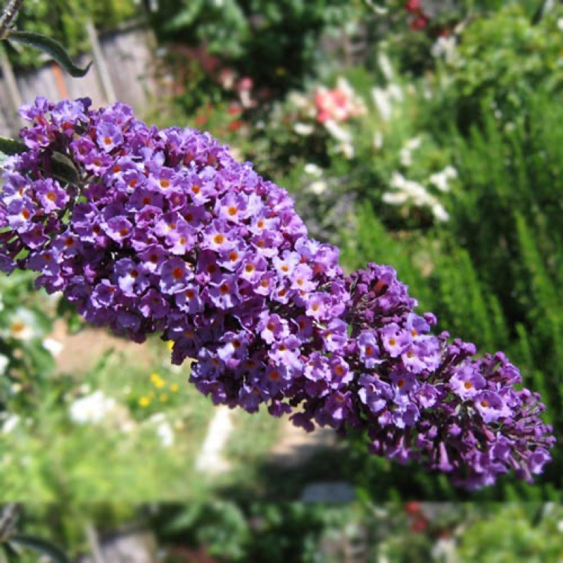 Pokok Bunga Butterfly Bush PURPLE wangi dan harum | Shopee Malaysia