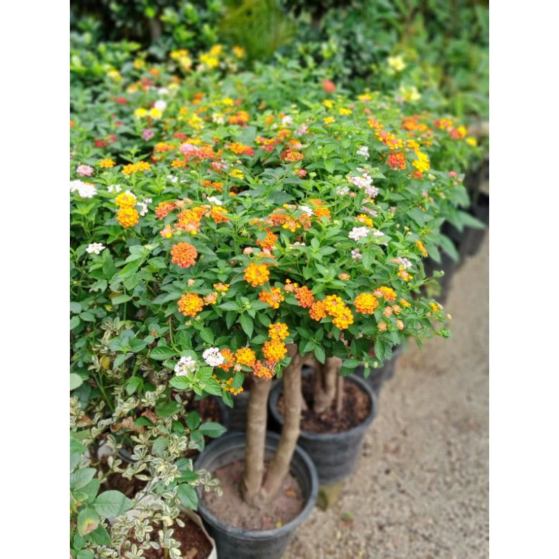 Pokok Bunga Lantana / Pokok Bunga Lantana | Shopee Malaysia