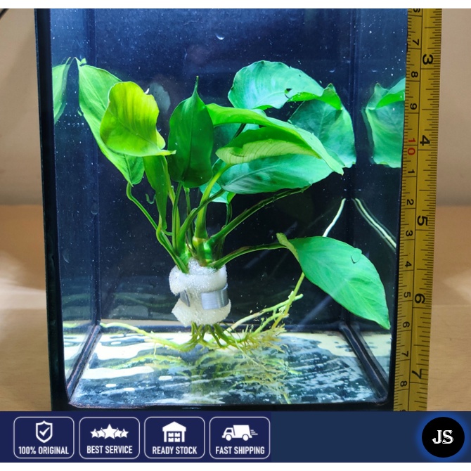 🔥Buy 3 Free 1🔥Anubias, Windelov & Java Fern Aquatic Live Plant (Anubias Nana/Pokok hiasan ...