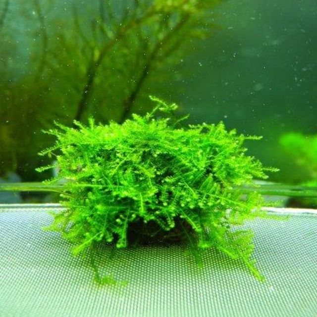 Aquarium Plant Shrimp Fish: Java Moss | Shopee Malaysia
