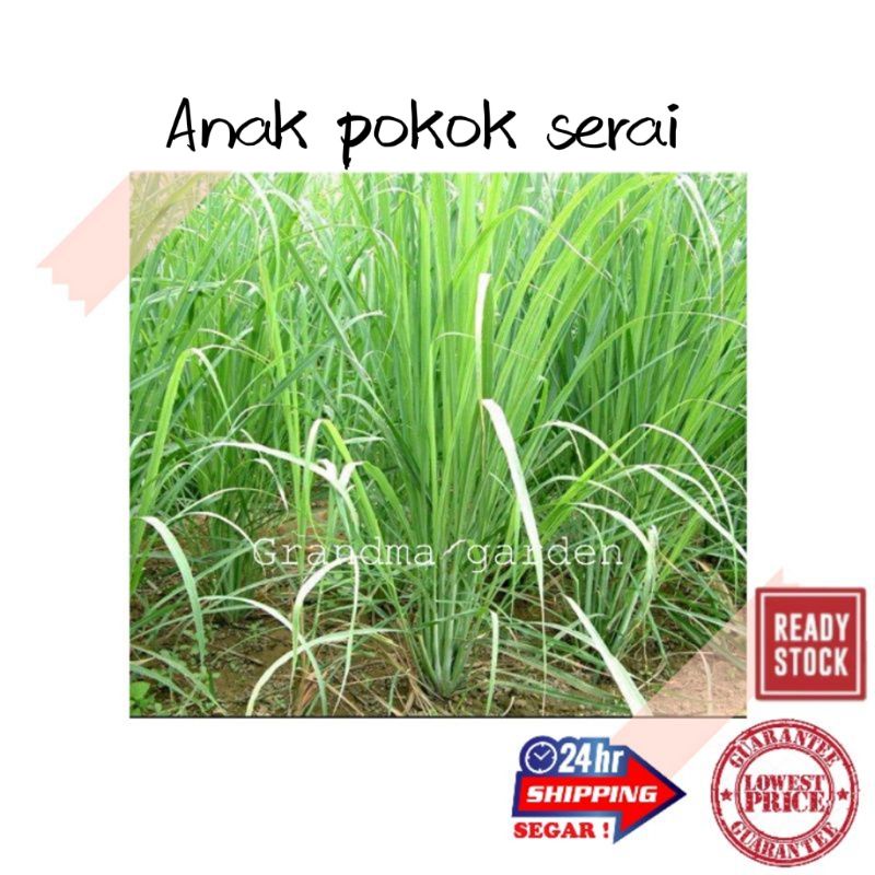 (GG real plant) anak pokok serai wangi ^ herba malar hijau pokok hidup ...