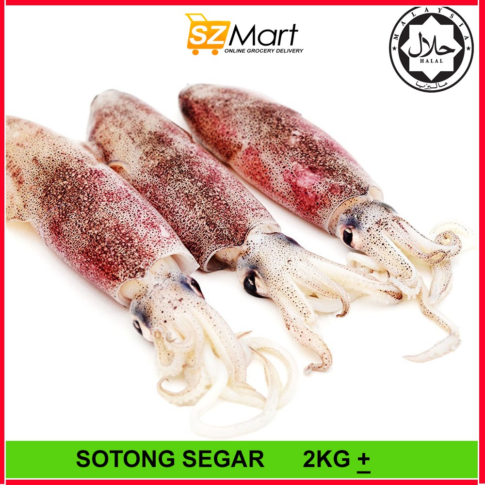 SOTONG 10/20 SEGAR SEJUK BEKU (±2KG) / SQUID FRESH FROZEN SEAFOOD ...