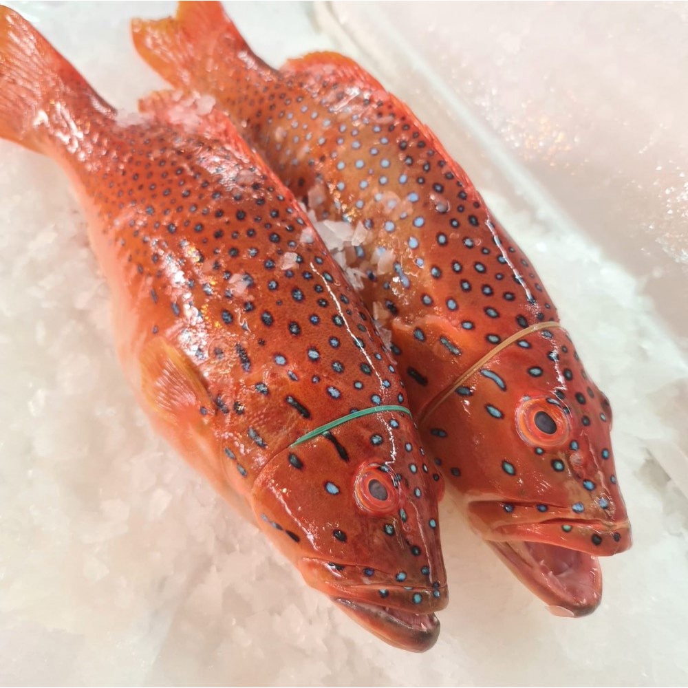 [TASTY FROZEN] Coral Trout 七星斑 (Whole Fish) | Shopee Malaysia