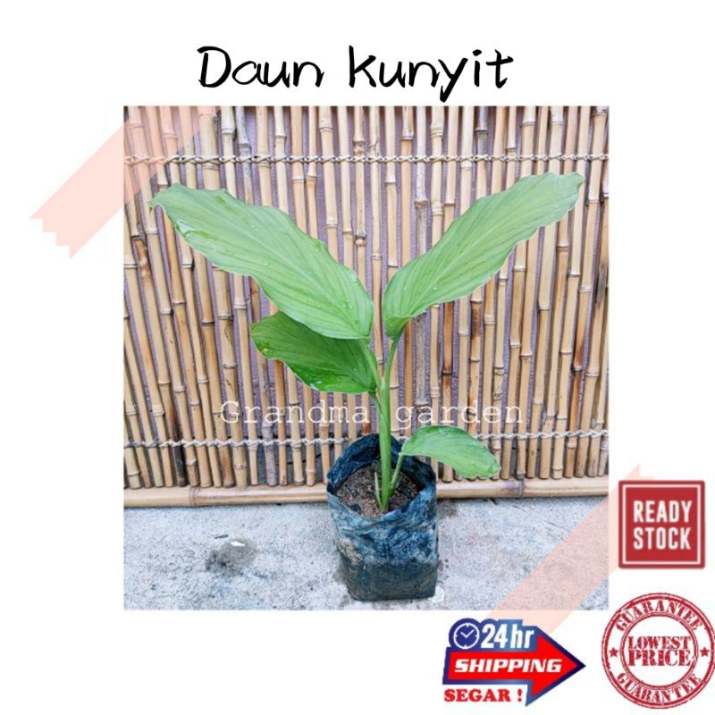 (GG real plant) daun kunyit ^ pokok hidup hiasan luar rumah live ...