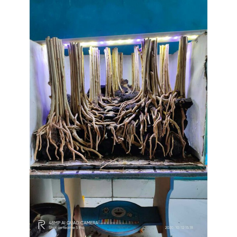 Akar Senduduk High Gred - Aquascape import direct Indonesia | Shopee ...