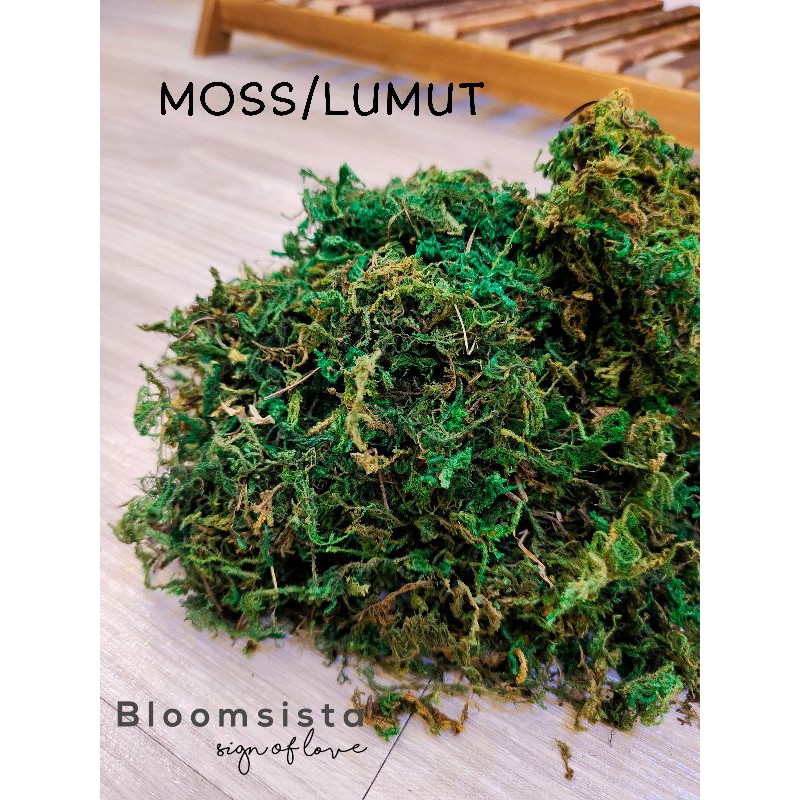 Moss Lumut Orchid 20-80g | Shopee Malaysia
