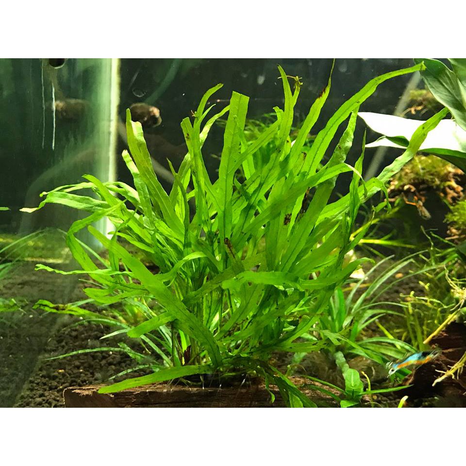 Microsorum Pteropus 'Trident Fern' ,Lowtech aquatic plant | Shopee Malaysia