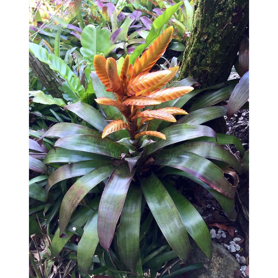 Vriesea ospinae x Vriesea poelmanii - Bromeliad, Vriesea Plant, David ...