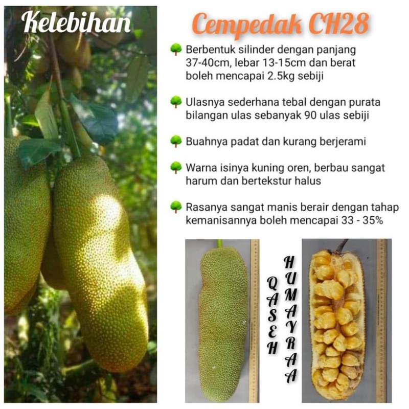 Cempedak CH 28 dan Kelebihannya | Shopee Malaysia