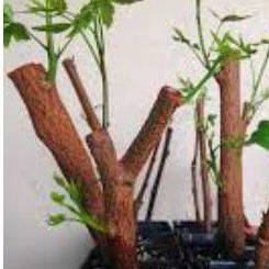 2 KERATAN BATANG POKOK NEEM / POKOK SEMAMBU | Shopee Malaysia