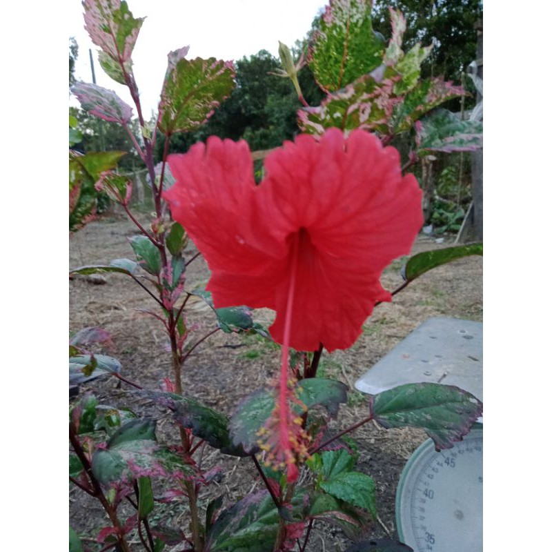Bunga Raya daun batik ( merah) | Shopee Malaysia