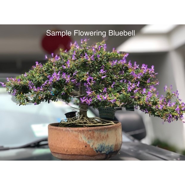 LIVE PLANT VIETNAMESE BLUE BELL BONSAI PLANT DESMODIUM BLUE BELL ...