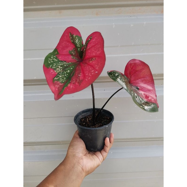 Keladi/ Caladium Cat Tumpah Daun Bulat (2 Daun) /Red Beret | Shopee ...