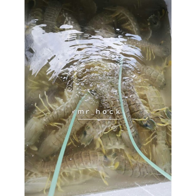 Fresh Mantis Prawn - BIG (180g+) | Shopee Malaysia