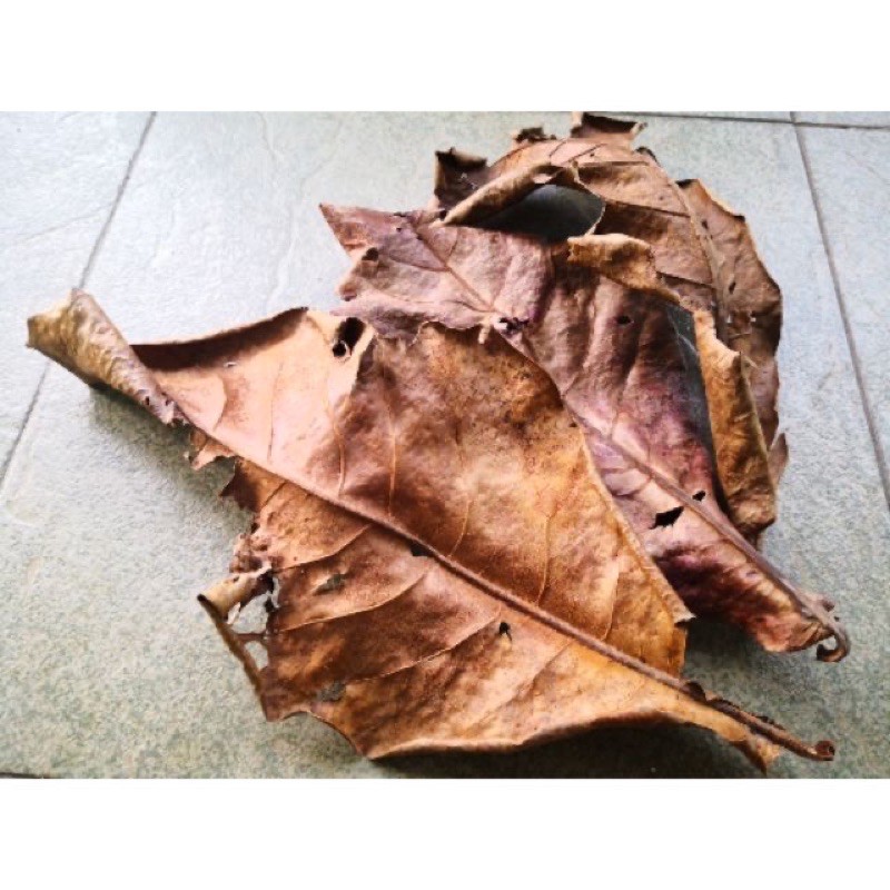 Ketapang Daun Ketapan Leaf Ikan Laga Ikan Guppy Betta Fish Catappa ...