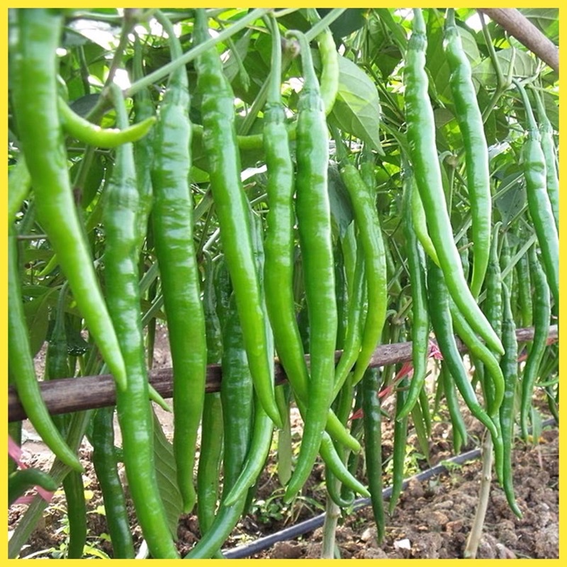Biji Benih Lada Cili Panjang Pedas (80pcs+/-) Long Spicy Pepper Chili ...