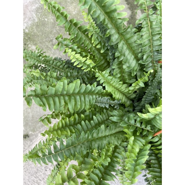MC - Bostern Fern / Nephrolepis Exaltata 波士顿厥 | Live Plant | Shopee ...