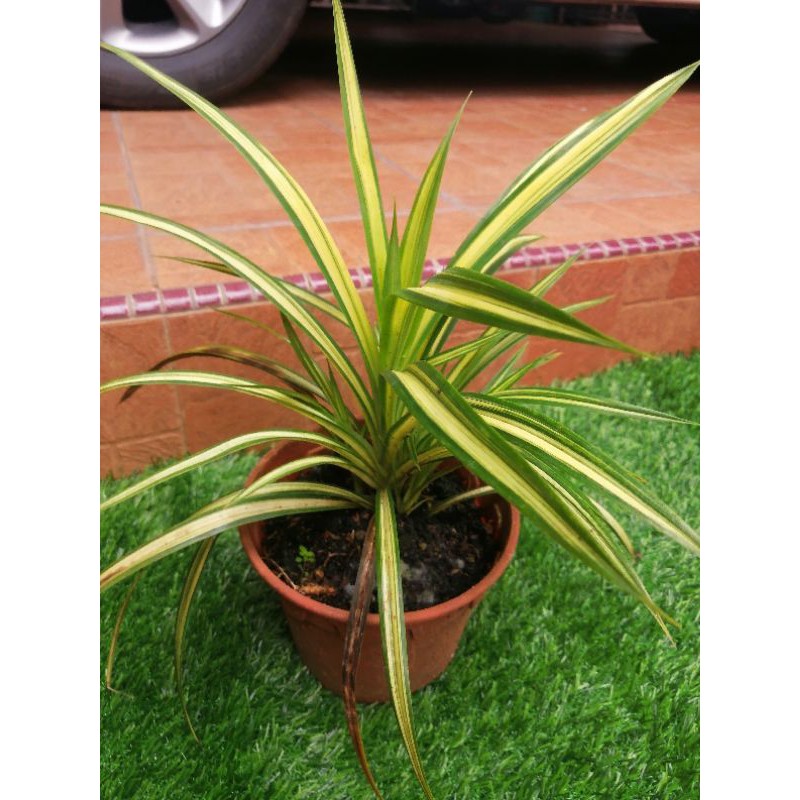Pokok Pandan Kuning Hijau | Shopee Malaysia