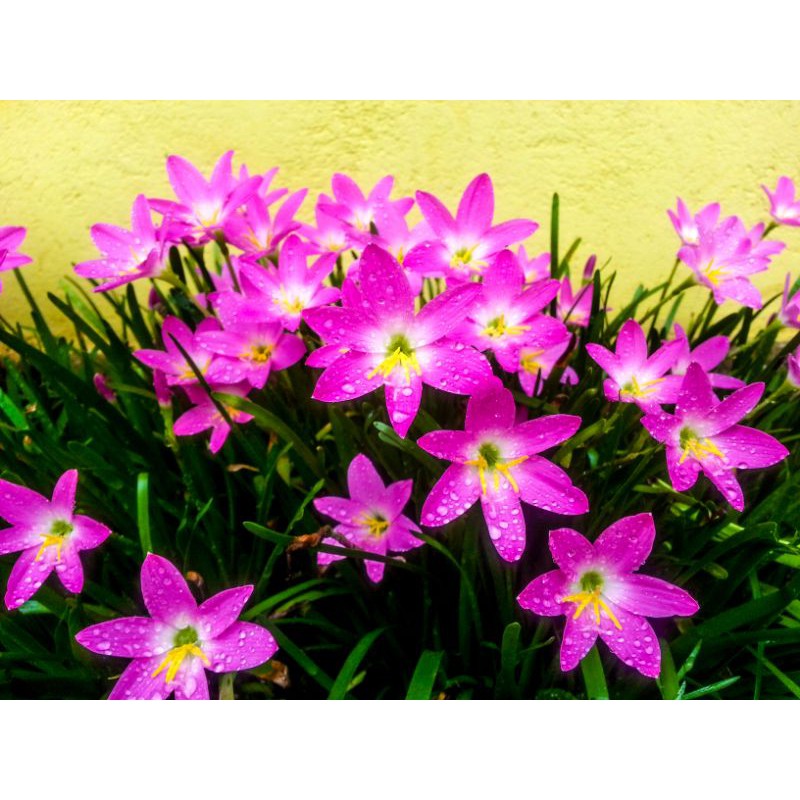 Pokok Bunga Rain Lily / Zephyranthes Grandiflora ( Bunga Bawang ...
