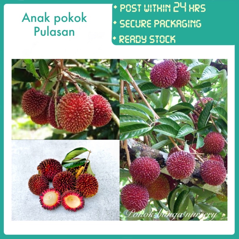 PBN - anak pokok pulasan - pokok bunga nursery kapoelasan rambutan ...