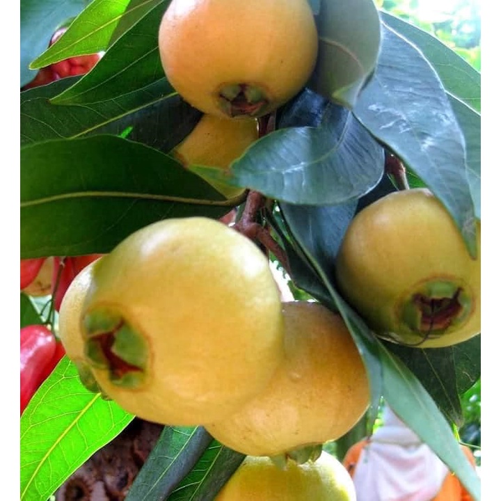 Anak Pokok Jambu Mawar Kuning Siam | Shopee Malaysia