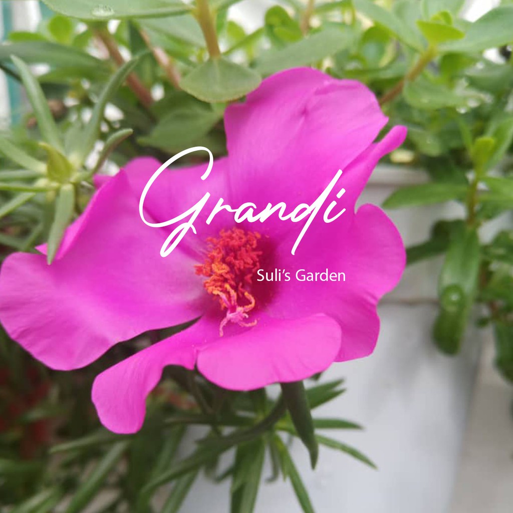 Rose Jepun Grandi (Isabella, AisyaBella, Arabella, Camelia, Magnolia ...