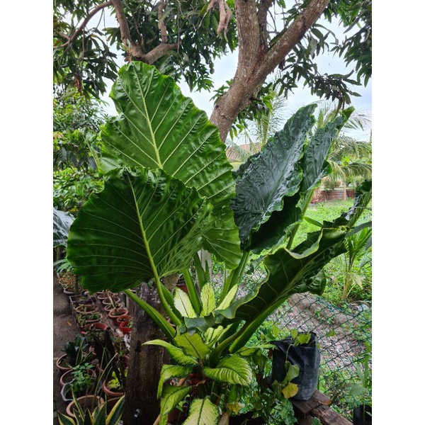 Anak pokok keladi gajah | Shopee Malaysia