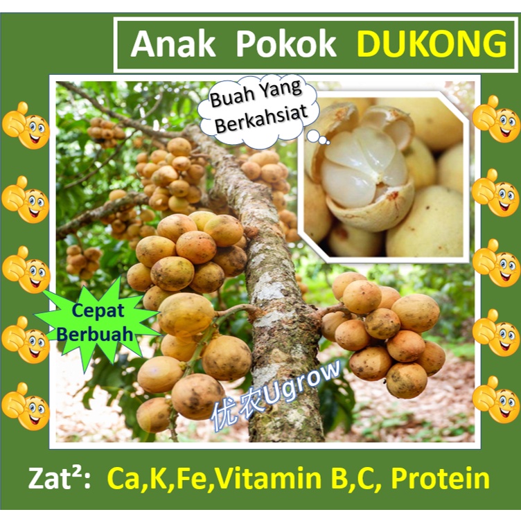 Anak Pokok DUKONG 龙贡幼苗 Longkong Sapling | Shopee Malaysia
