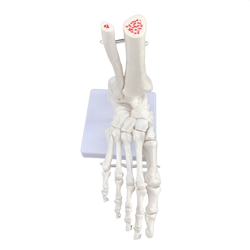 1:1 Foot Joint Model Foot Skeleton Model Medical Studies Foot Bones ...