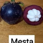 Anak pokok manggis master hybrid-Fruit Nursery Malaysia | Shopee Malaysia