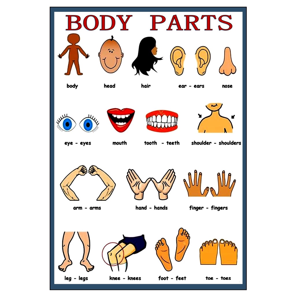 BODY PARTS LAMINATED CHART (A4 SIZE) | Shopee Malaysia