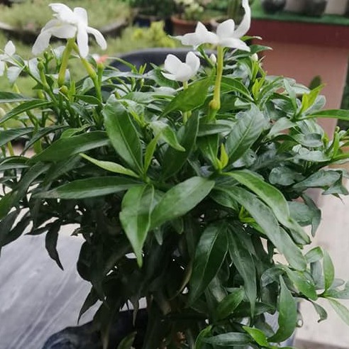 ANAK POKOK BUNGA / Pokok Ervatamia Dwarf Jasmine Thai/ Pokok bunga ...