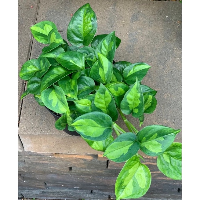 nurseriedora~ Epiprenum Aureum Global green / emerald pothos (rare ...