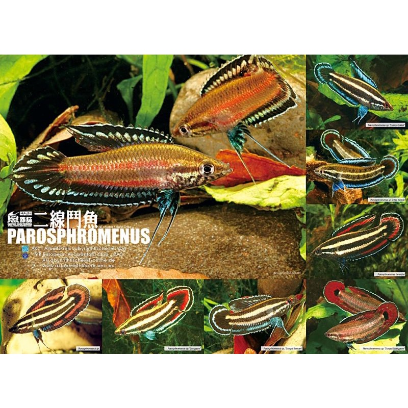 Aquatic Poster Corydoras CRS Sulawesi shrimps Altum Angel ...