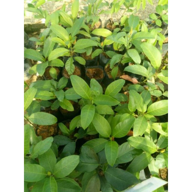 Cempedak CH28 Hybrid | Shopee Malaysia
