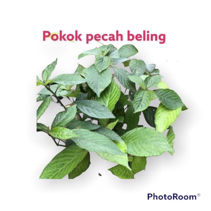 Daun pecah kaca @ pecah beling | Shopee Malaysia
