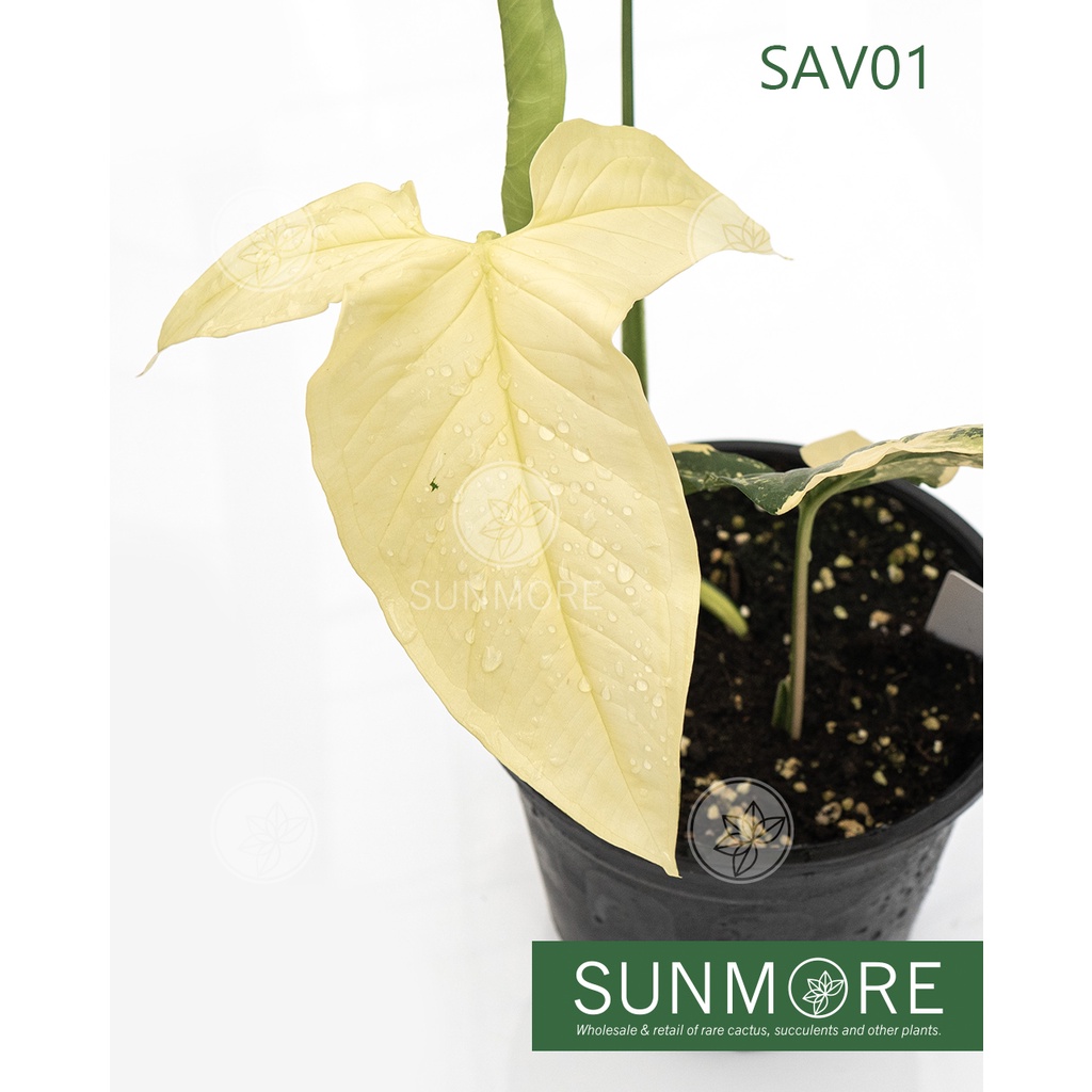 Sunmore | Syngonium Podophyllum Aurea Yellow Varigated (Rare/Imported ...