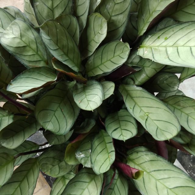 Pokok hiasan ( calathea ) | Shopee Malaysia