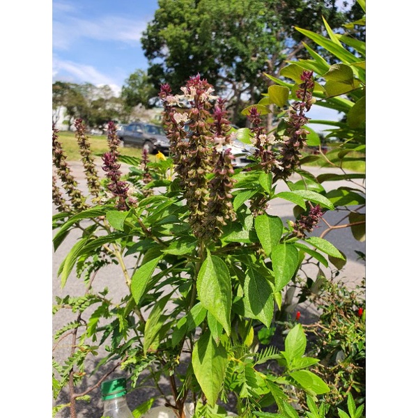 Live Plant- Anak Pokok Thai Basil Plant | Anak Pokok Selasih Daun ...