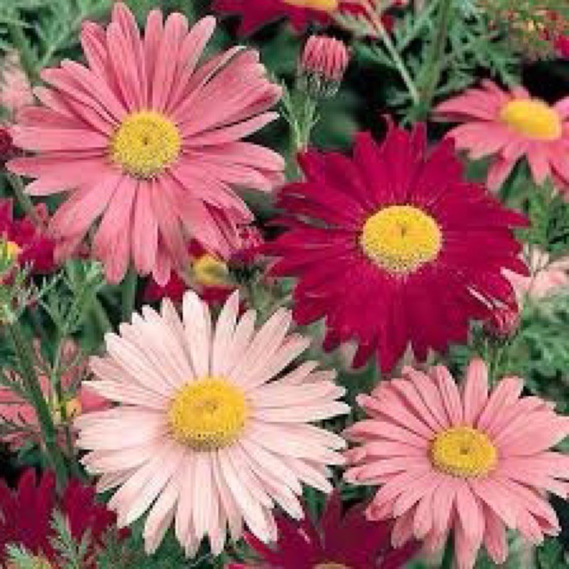20pcs seeds DAISY FLOWER biji benih bunga daisy | Shopee Malaysia