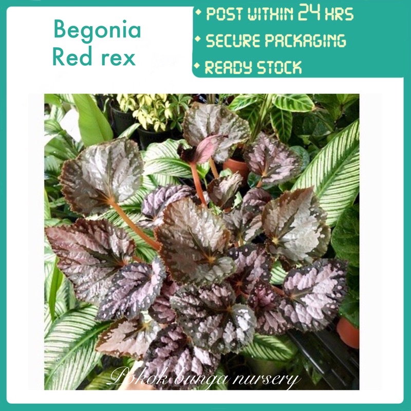 PBN - begonia red rex pokok bunga nursery asam batu bercorak indoor ...