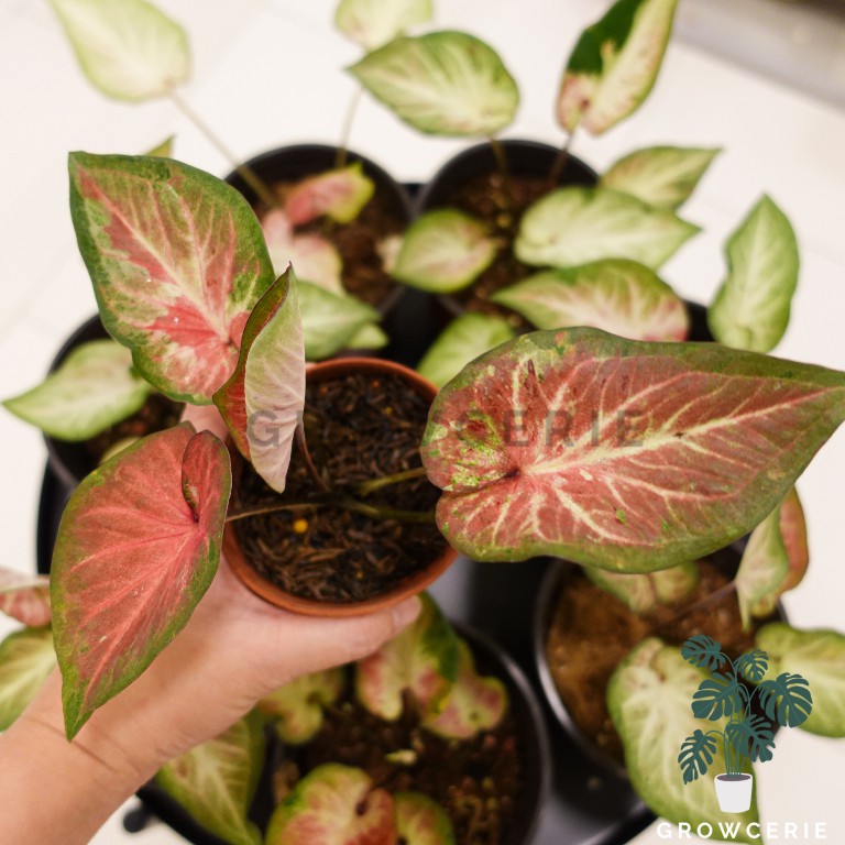 Caladium Thai Spill Paint / Keladi Siam Thai Cat Tumpah Cat Sembur ...