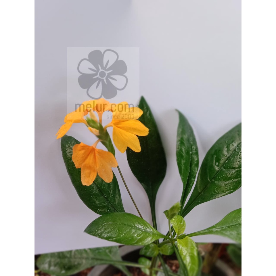 ANOR - Crossandra Yellow Flower/ anak pokok bunga krossandra kuning ...