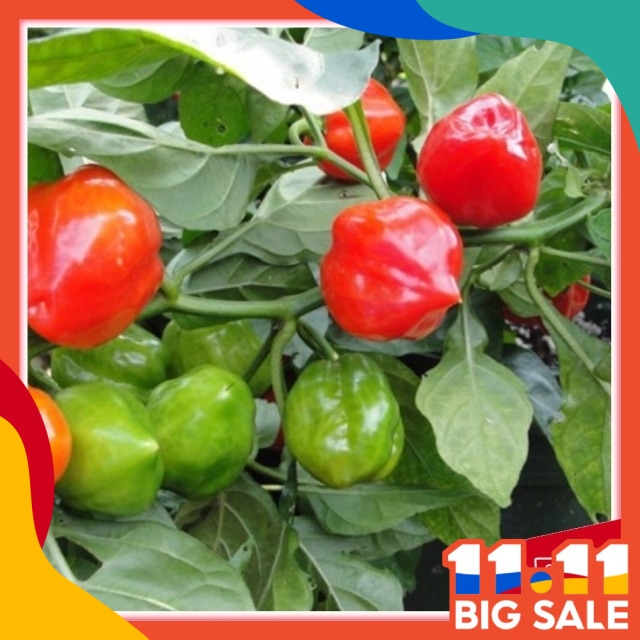 10pcs biji benih Apple Crisp Super HOT PEPPER habanero Offer | Shopee ...