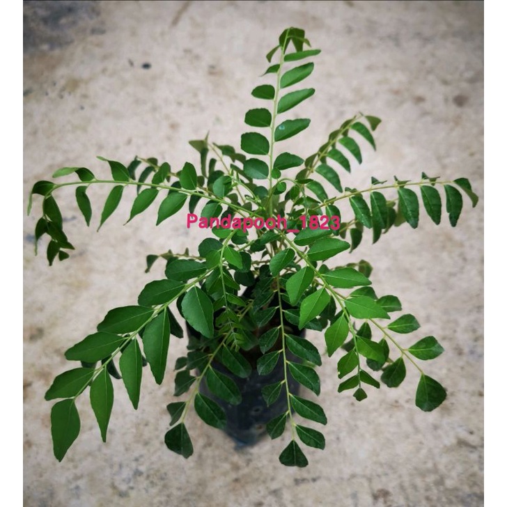 ANAK POKOK DAUN KARI / CURRY LEAF PLANT / 咖喱叶树苗 / POKOK KARI [READY ...