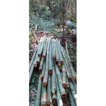 BULUH PANJANG 6 KAKI UNTUK BUAT KEBUN, PAGAR, PERABOT, GAZEBO | Shopee ...