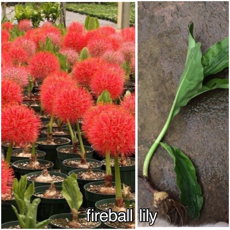 Ubi / bawang pokok amazon lily, fireball lily, amaryllis / hippeastrum ...