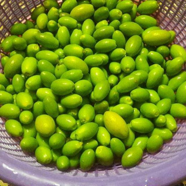 Pokok Belinjau /Melinjo /Malinja / Gnetum Gnemon pokok Tut | Shopee ...